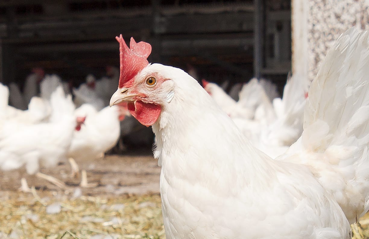 Bovans Robust - Swedfarm